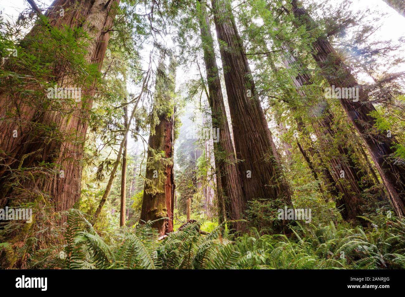 Redwood trees in Northern California forest, USA Stock Photo - Alamy