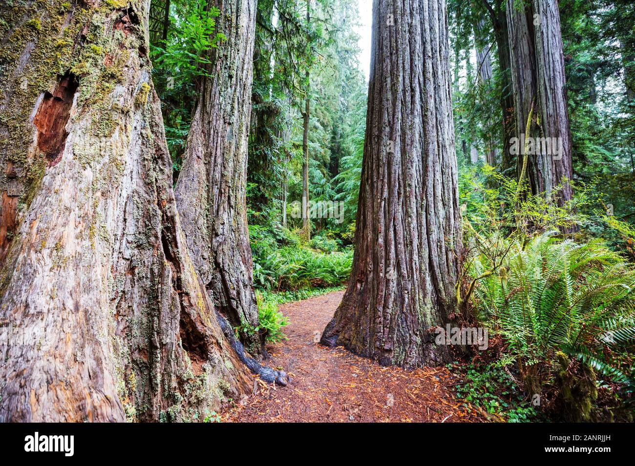 Redwood trees in Northern California forest, USA Stock Photo - Alamy