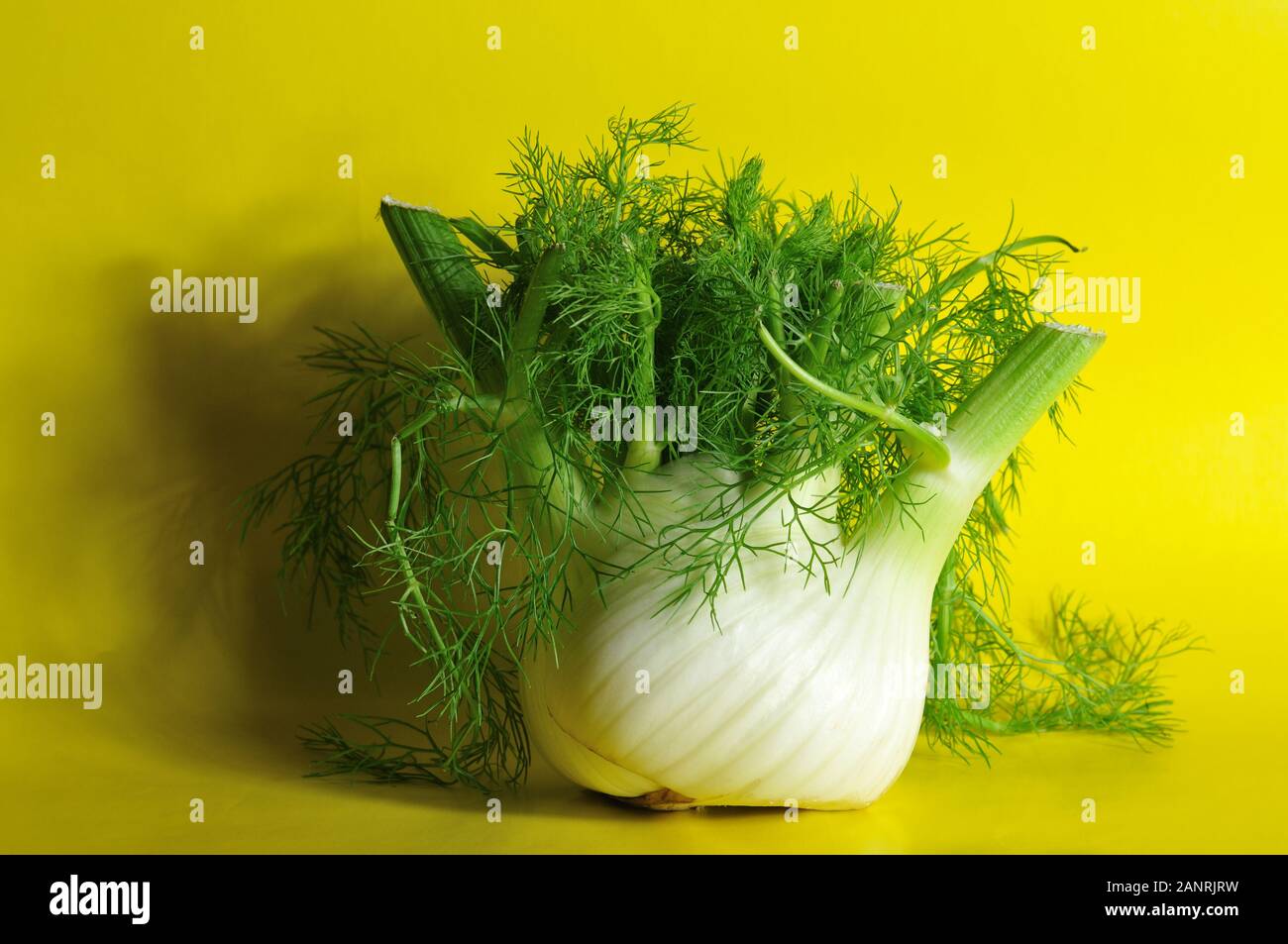 bulb-like stem base of a fennel with feathery fine leaves Stock Photo ...