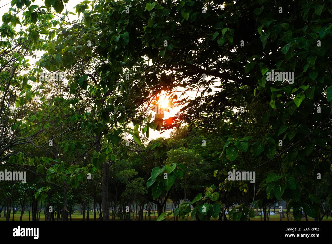Flare through tree hi-res stock photography and images - Alamy