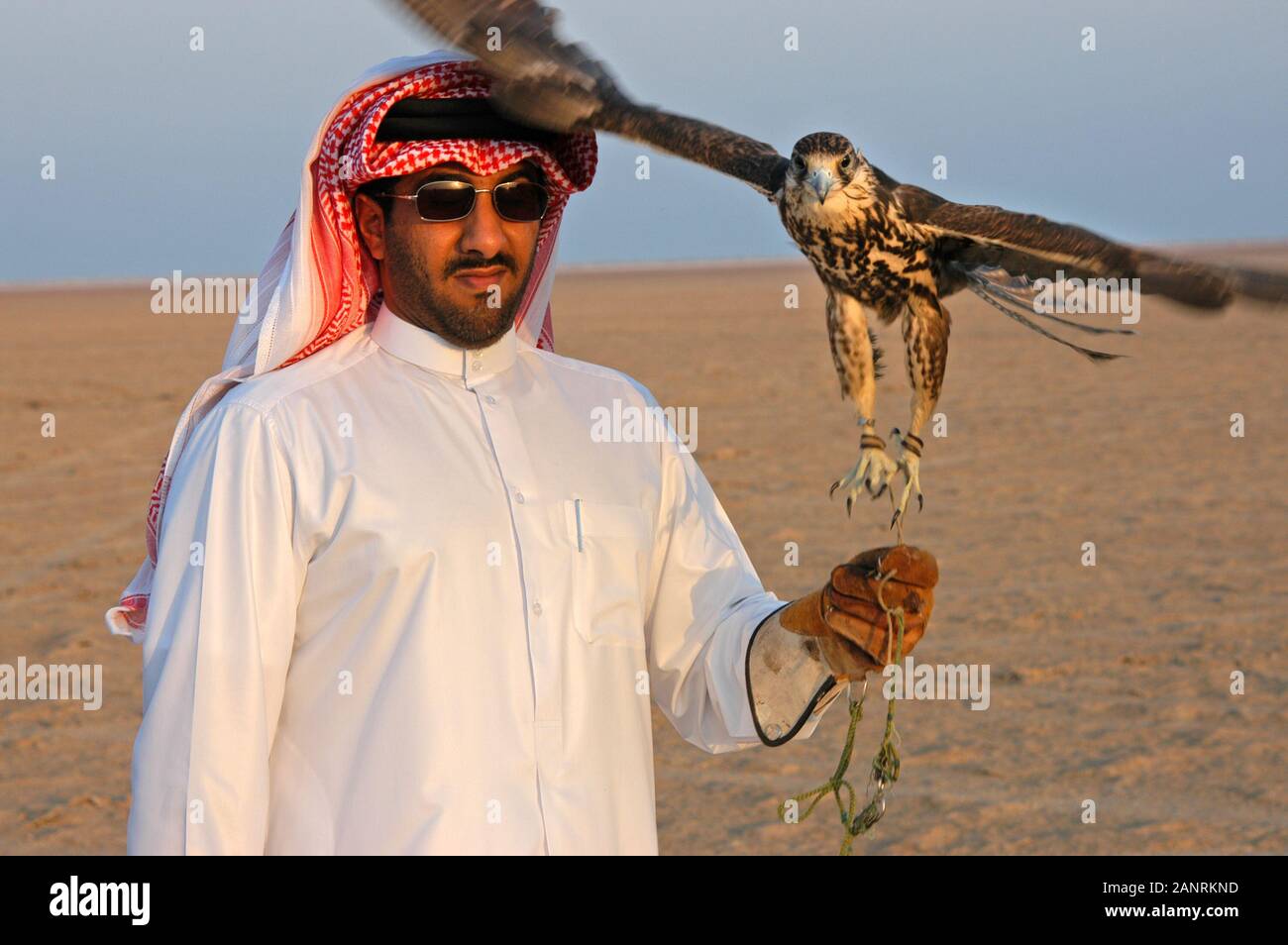 Bedouin falcon hi-res stock photography and images - Alamy