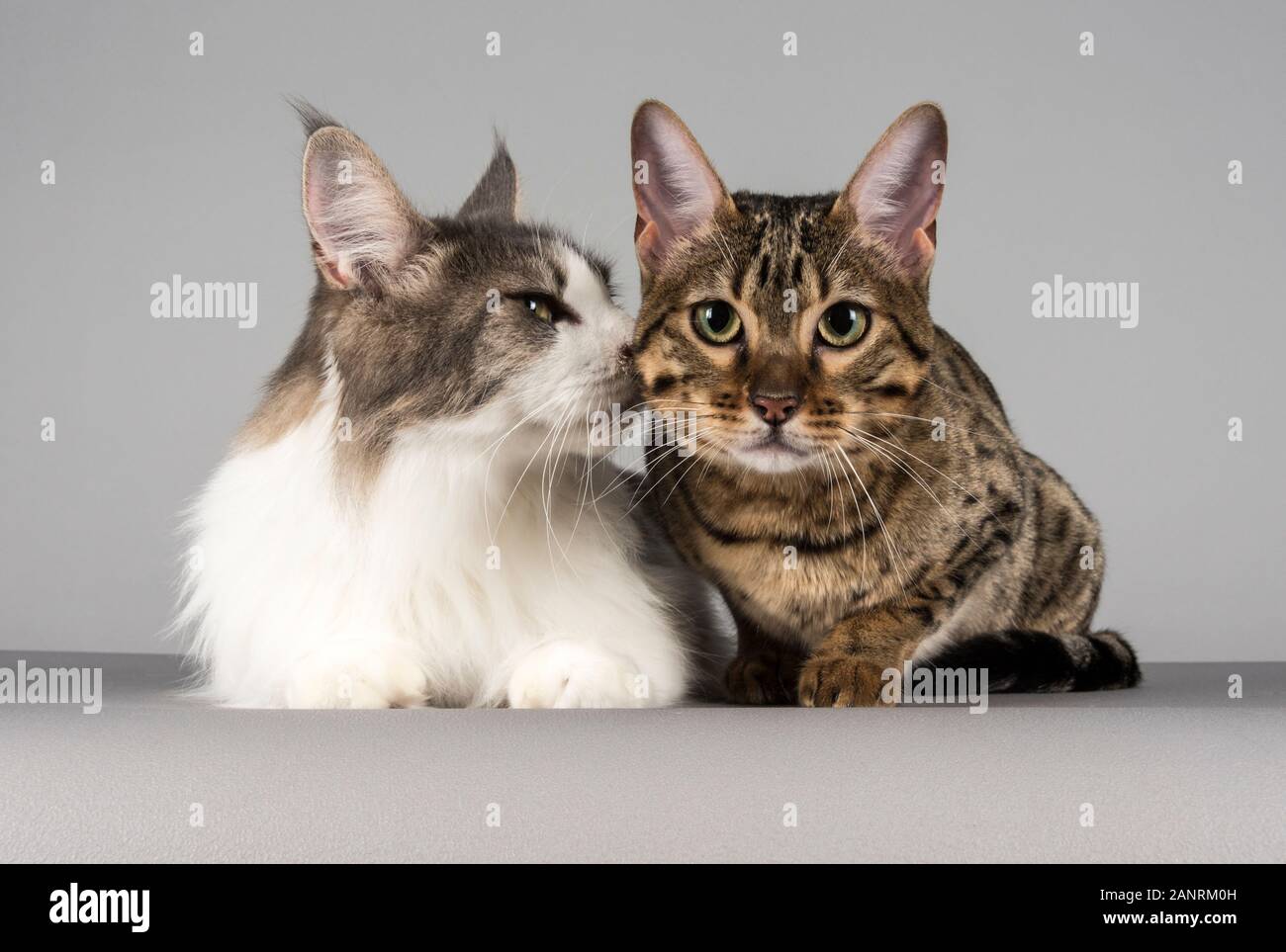 Two domestic cats friends in the UK Stock Photo - Alamy
