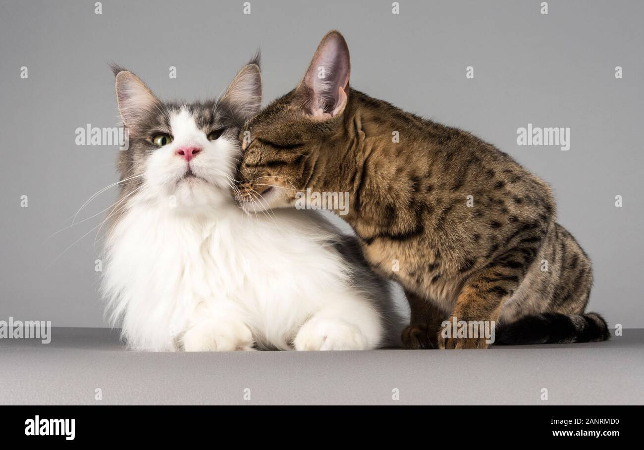 Two cats hi-res stock photography and images - Alamy