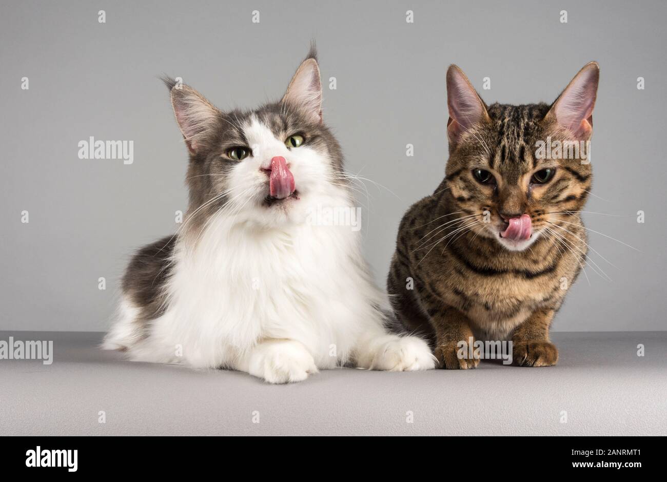 Two domestic cats friends in the UK Stock Photo - Alamy