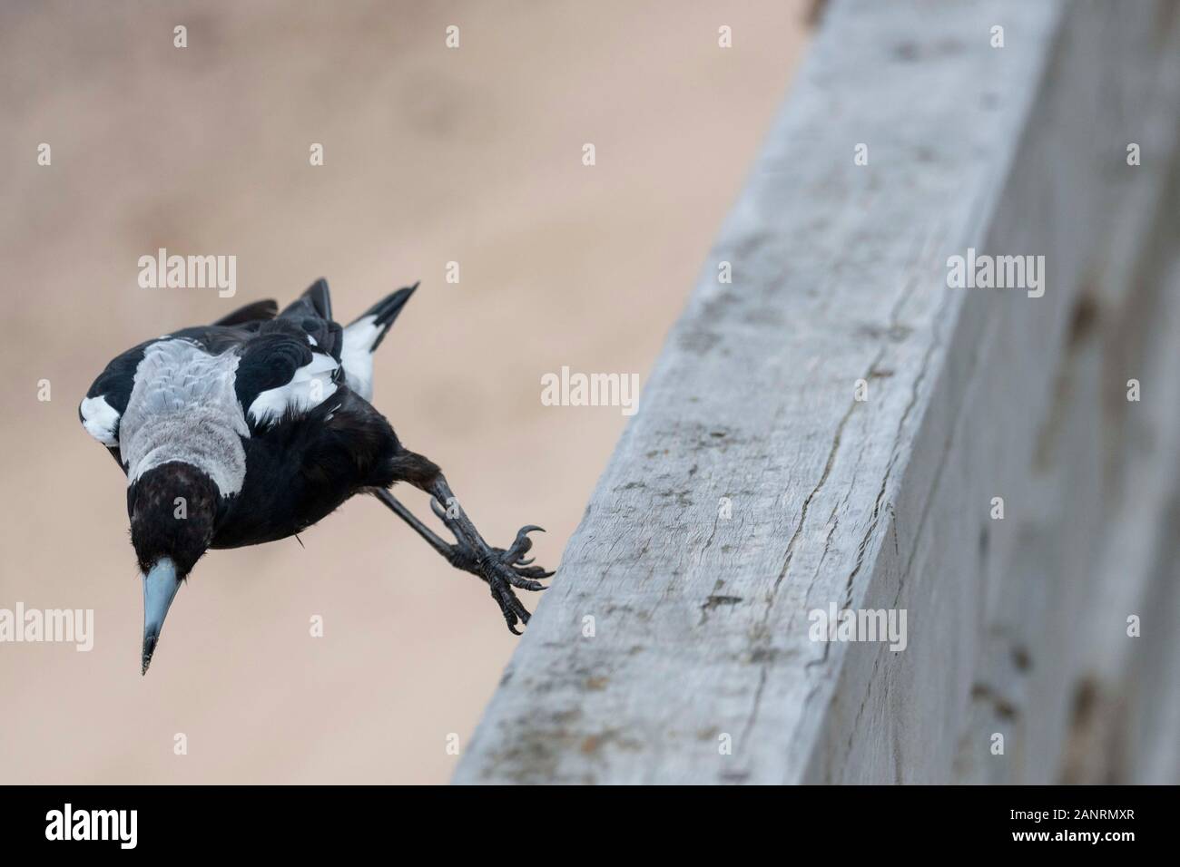 Female magpie hi-res stock photography and images - Alamy