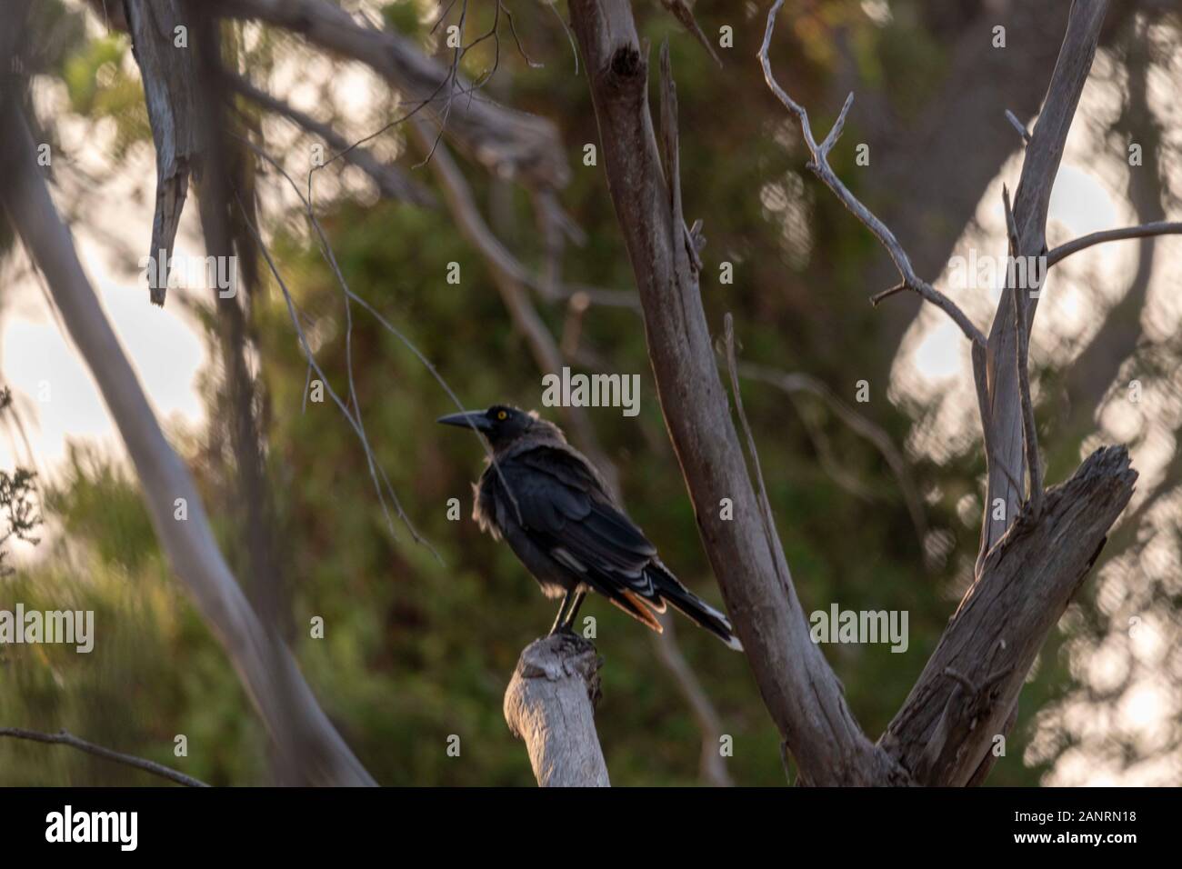 Phillip crow hi-res stock photography and images - Alamy