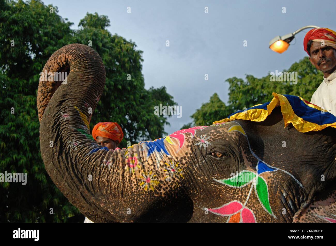 Teej festival, painted elephant in Teej colorful procession. Rajasthan ...