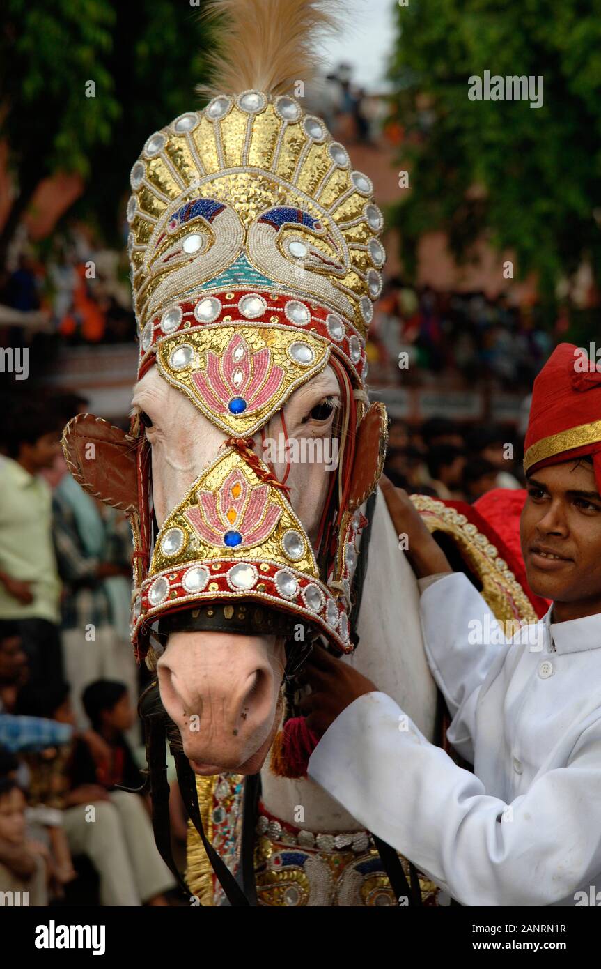 Teej festival, Horse with colorful decoration. Rajasthan, India Stock ...