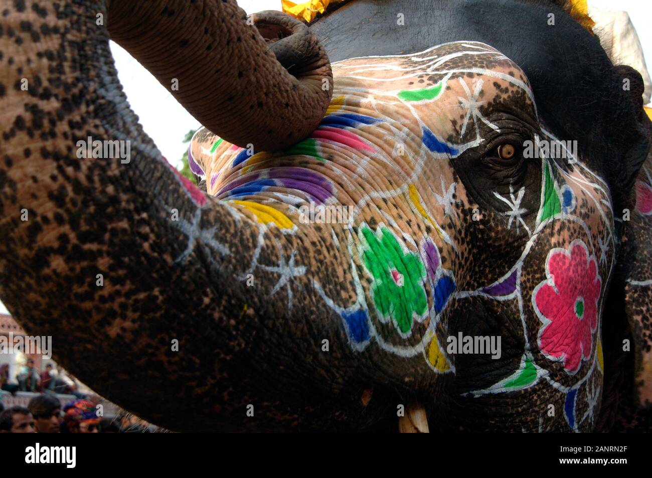 Elephant In India Culture