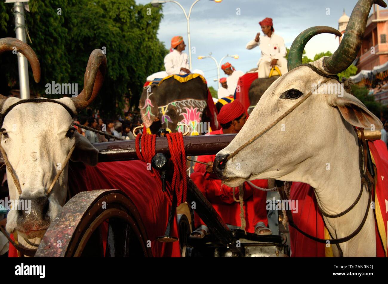 Teej festival, holy cows in Teej colorful procession. Rajasthan, India ...