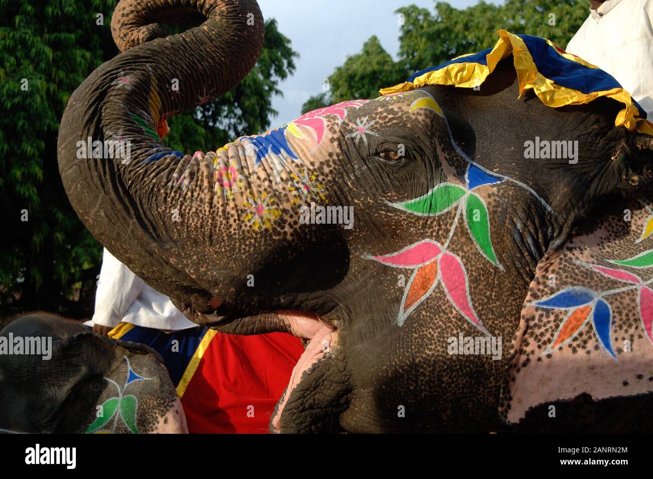 Teej festival, painted elephant in Teej colorful procession. Rajasthan ...