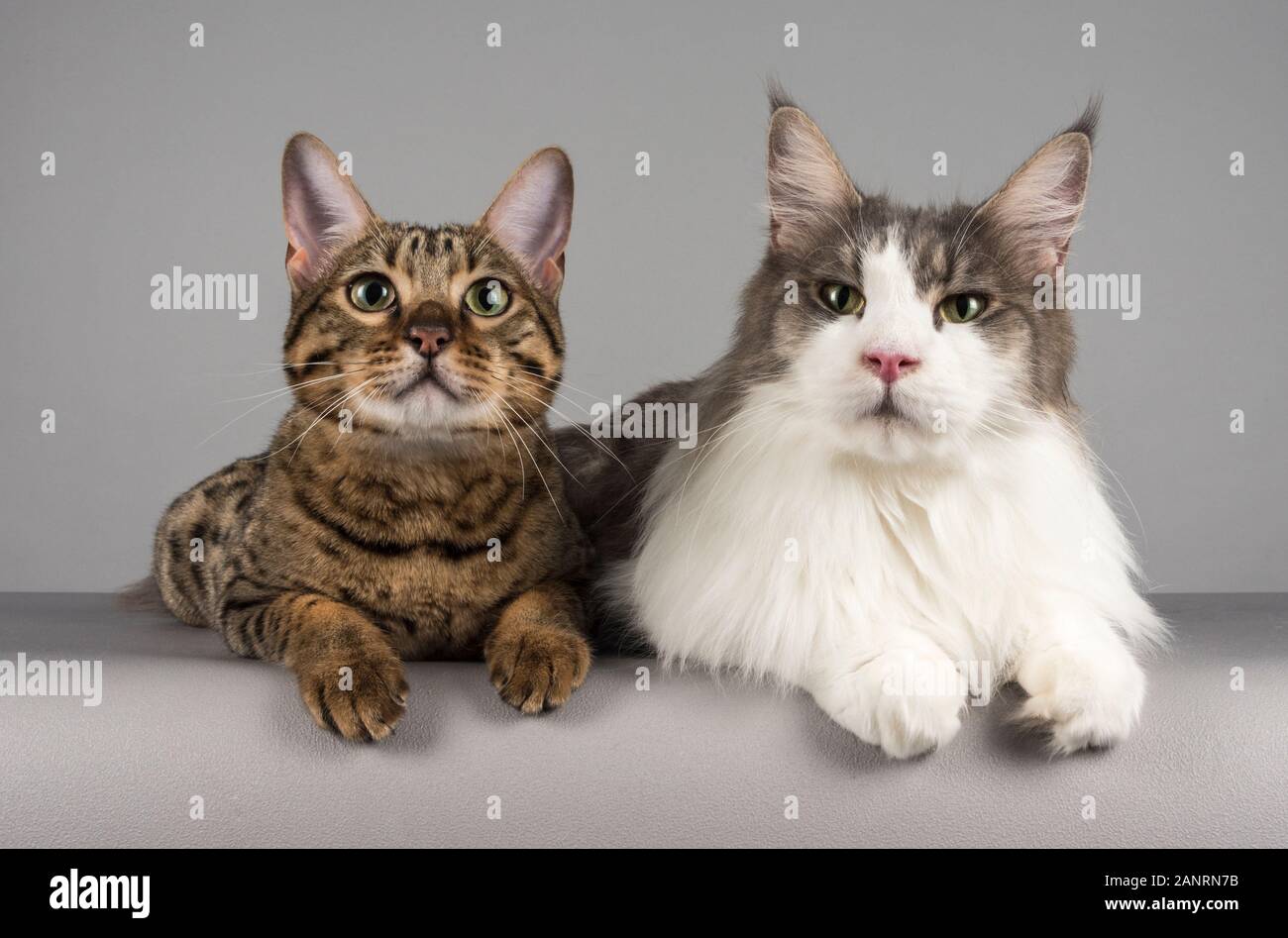 Two cats hi-res stock photography and images - Alamy