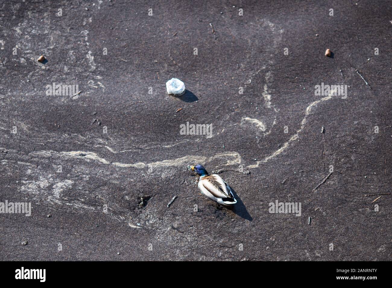 Birds swim in water pollution with oil, household waste and plastic ...