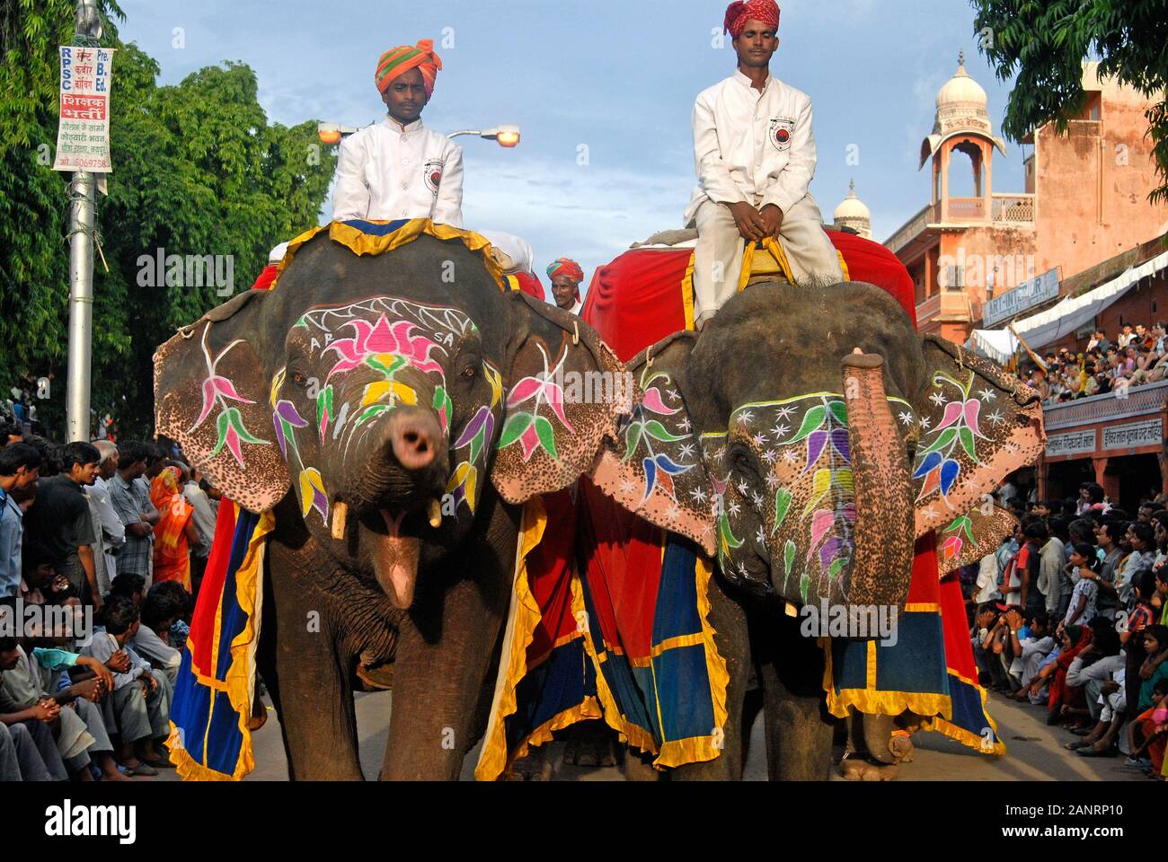 Rajasthani elephants hi-res stock photography and images - Alamy