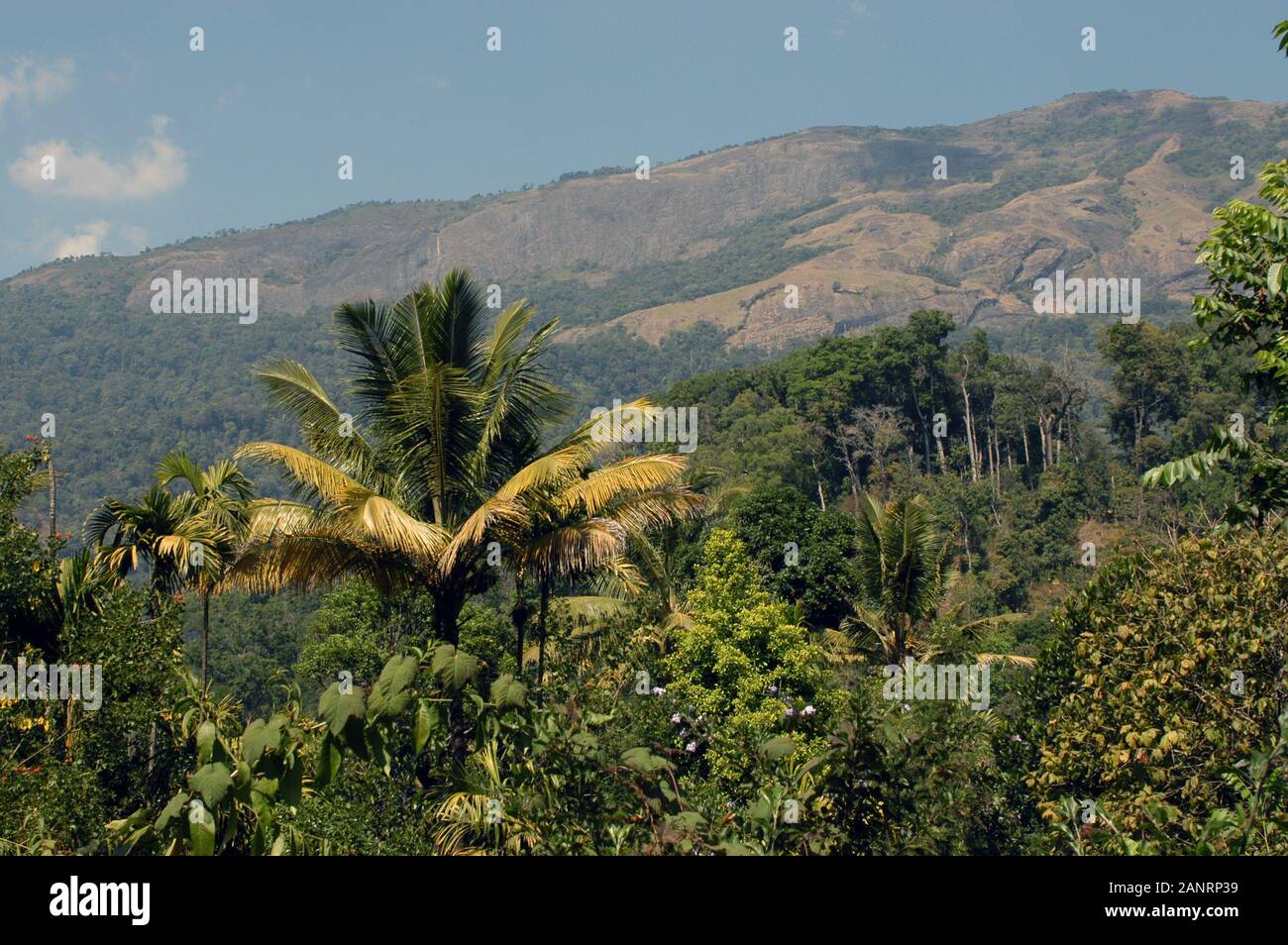 Munnar, Hill station, landscape, nature. Kerala, India Stock Photo - Alamy