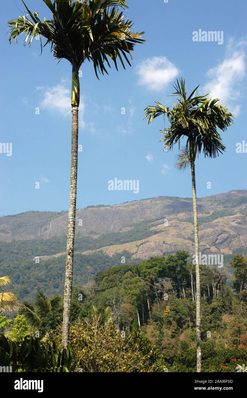 Munnar, Hill station, landscape, nature. Kerala, India Stock Photo - Alamy