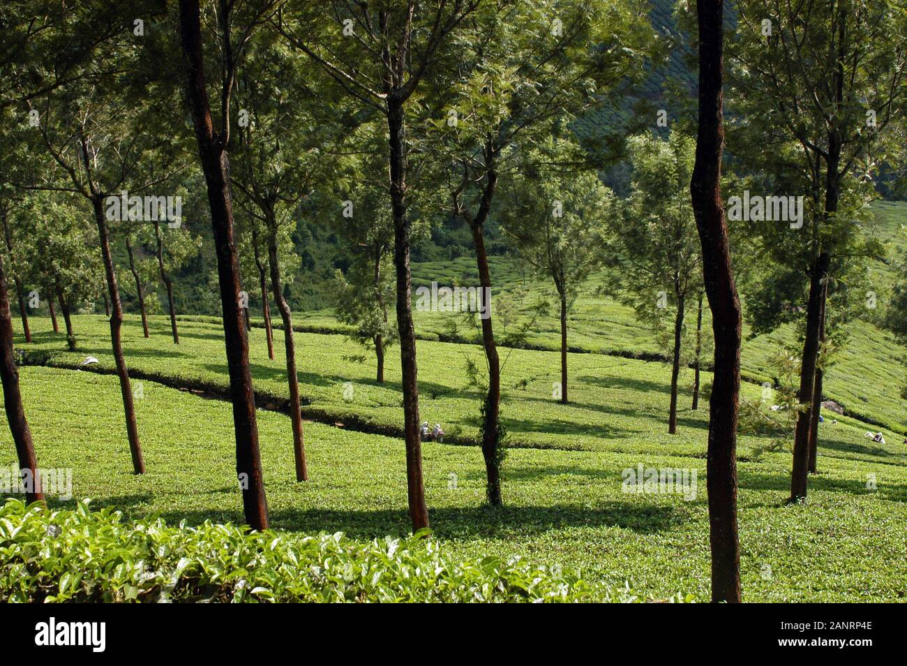 Munnar, Hill station, landscape, nature. Kerala, India Stock Photo - Alamy