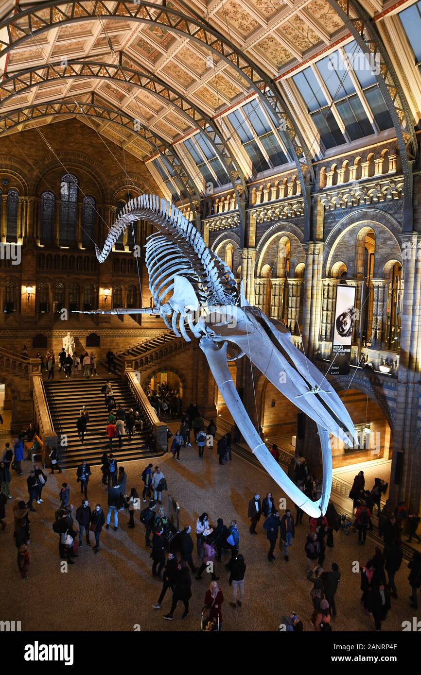 'Hope' the blue whale skeleton in the Hintze Hall, at the Natural ...