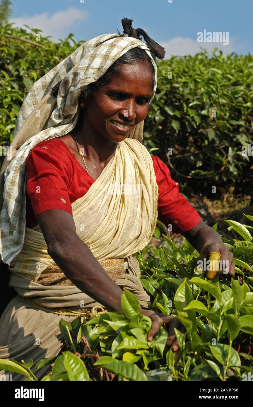 Munnar, Hill station, Indian woman working in tea plantations. Kerala ...