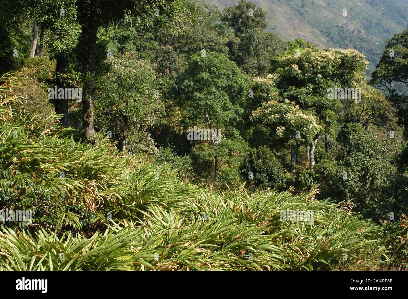 Munnar, Hill station, landscape, nature, tea plantations. Kerala, India ...