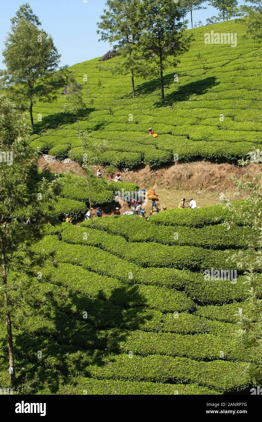 Munnar, Hill station, landscape, nature, workers in tea plantations ...