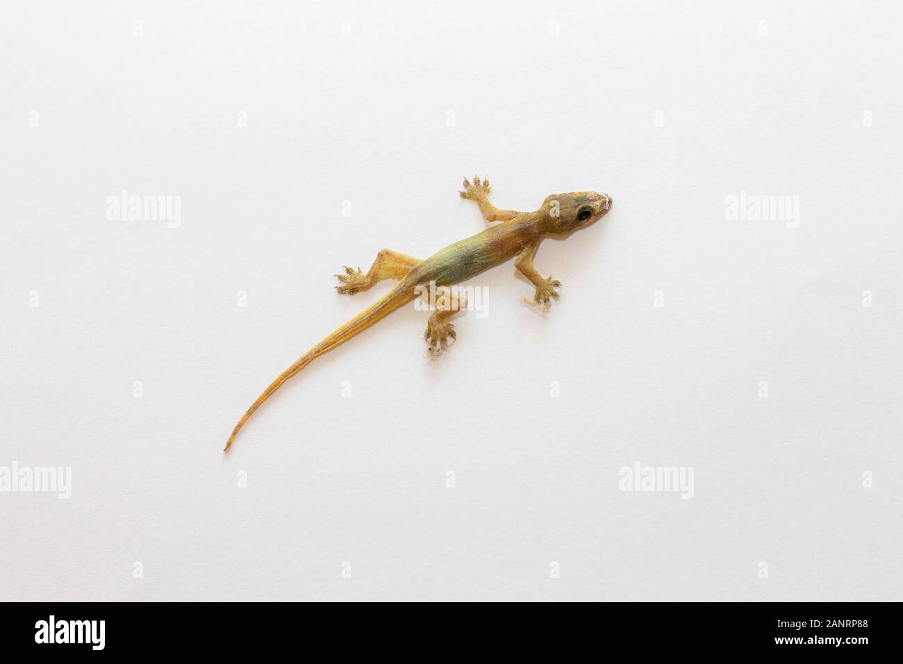 dead lizard on white background. Close up dead and dried lizard ...