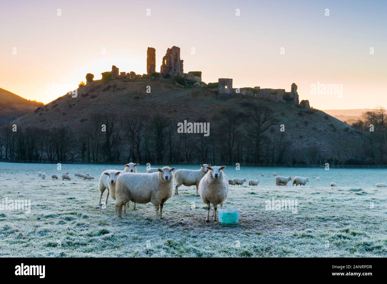 Weather sheep hi-res stock photography and images - Alamy