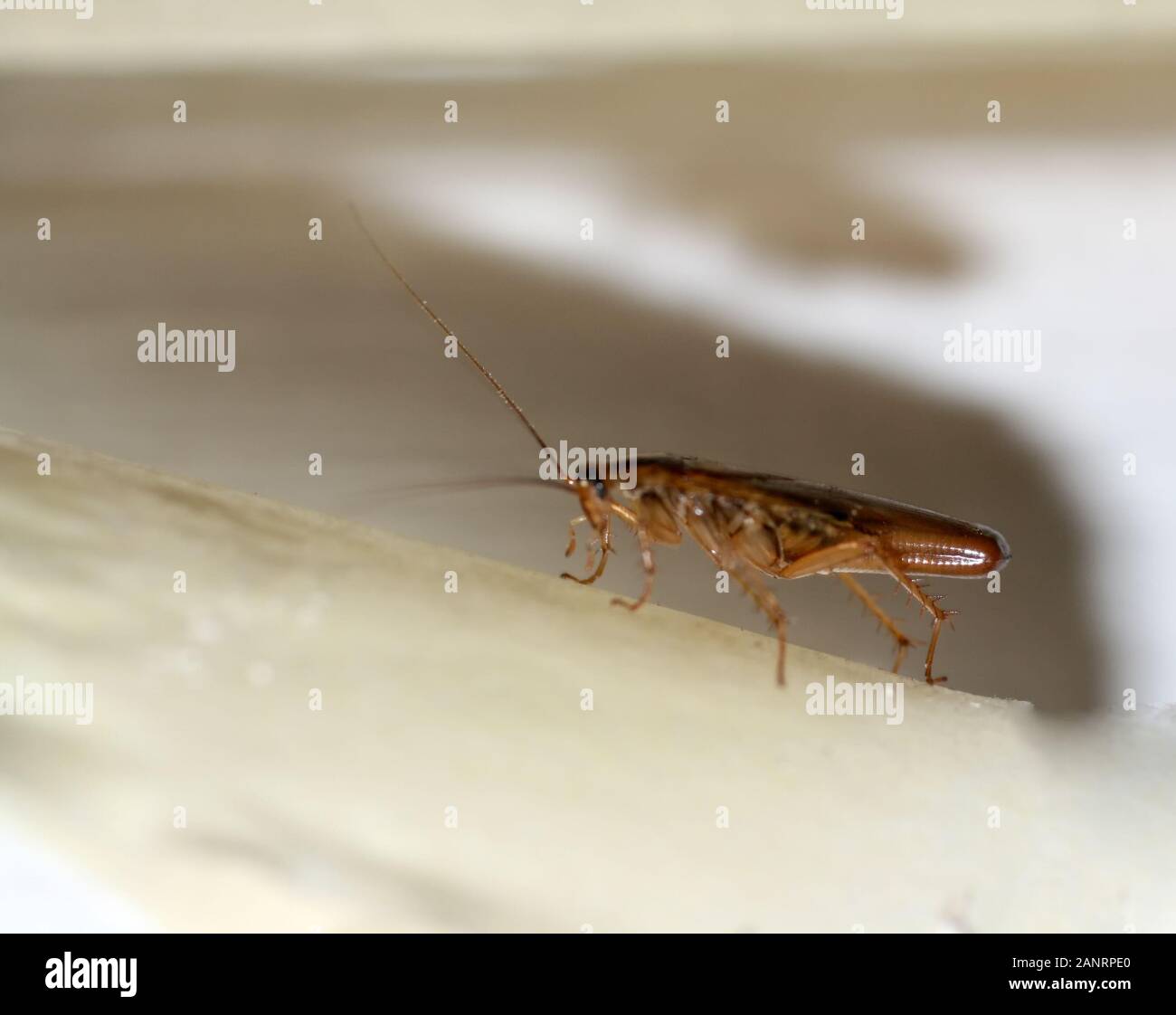Cockroach. Prusak pregnant. Harmful insect prusak. Homemade red ...