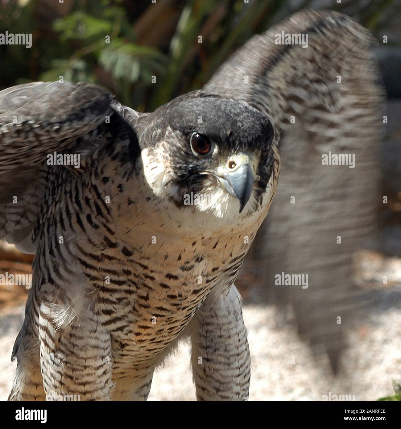 Falcon in a private farm Al Wakrah, Qatar Stock Photo - Alamy