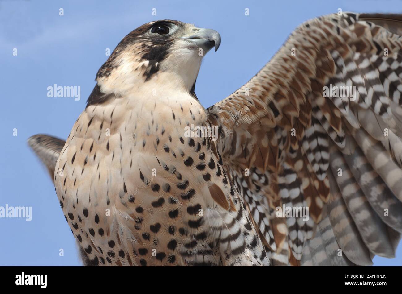 Falcon in a private farm in Al Wakrah, Qatar Stock Photo - Alamy