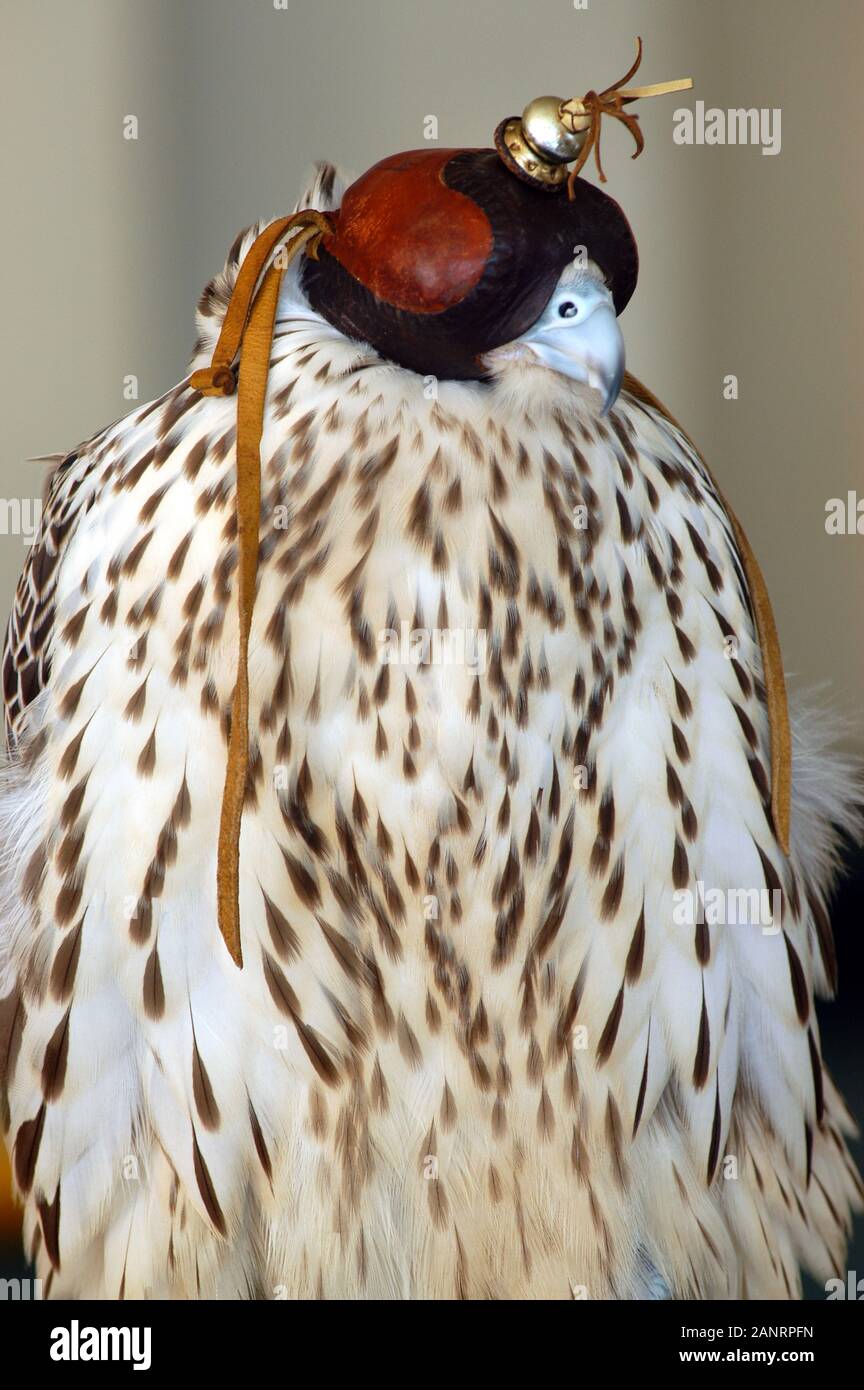 Falcon in a private farm Al Wakrah, Qatar Stock Photo - Alamy