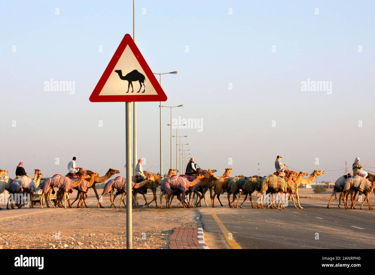 Camels crossing the road in Al Shahaniyah, Qatar Stock Photo - Alamy