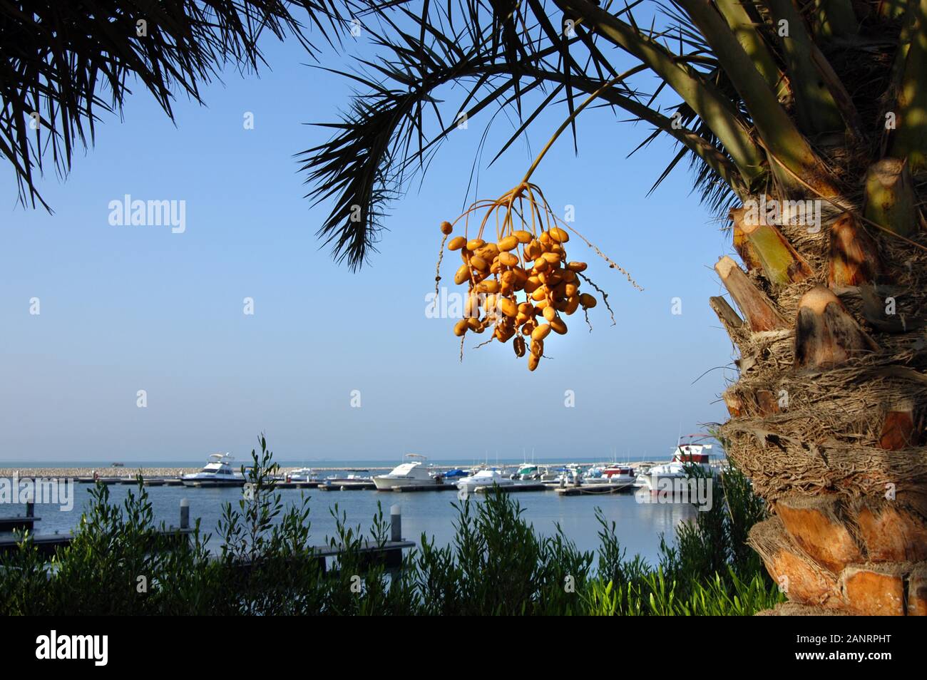 Dates tree Ritz Carlton Marina Doha, Qatar Stock Photo - Alamy