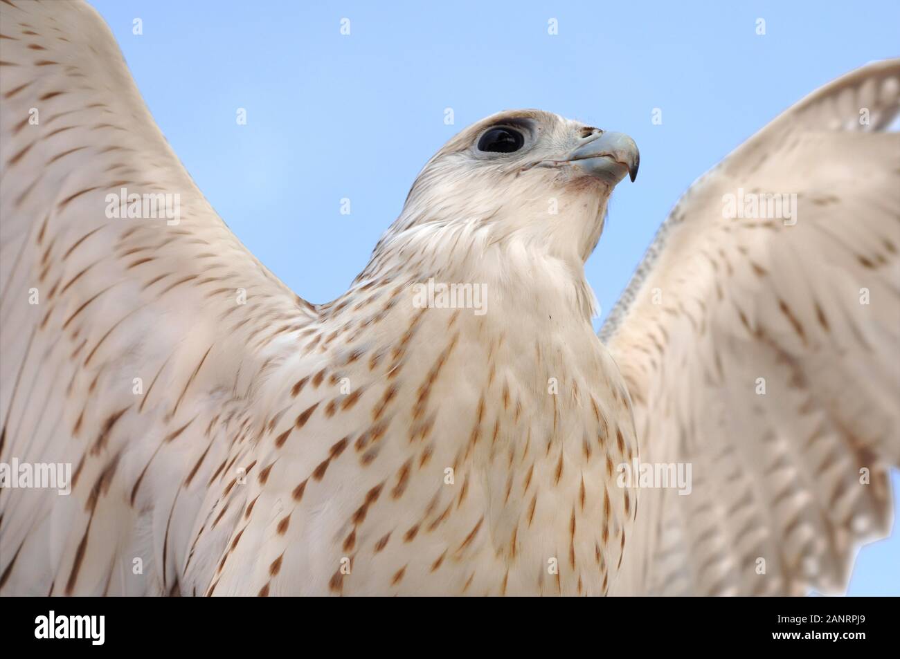 White Falcon High Resolution Stock Photography and Images - Alamy