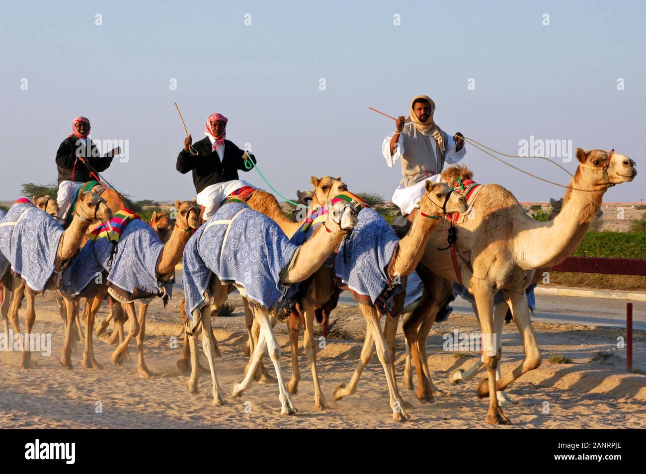 Camels racing in Al Shahaniyah, Qatar Stock Photo - Alamy