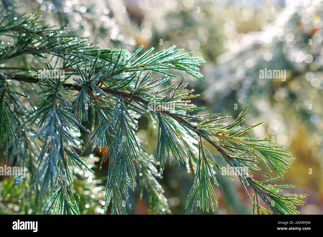 branch of a Himalayan cedar tree with drops of dew Stock Photo - Alamy