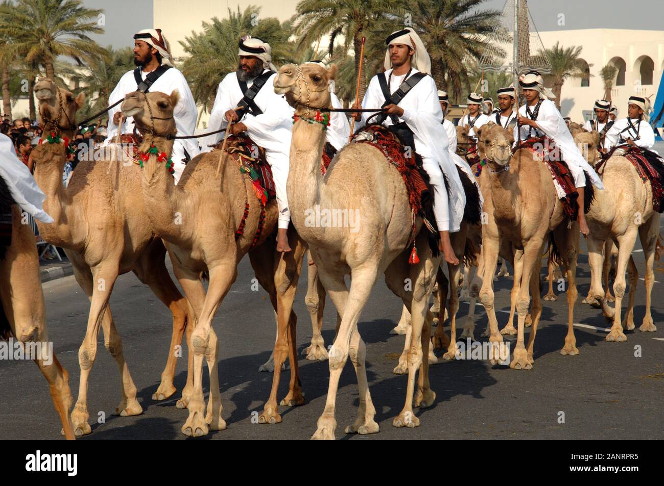 Doha, Qatar- National Day, Camels parade on Corniche Stock Photo - Alamy