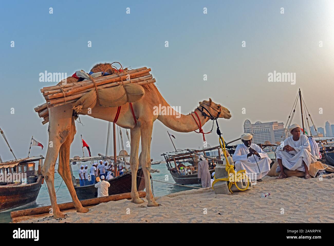 Camel carrying wooden sticks standing on the beach, Katara Traditional ...