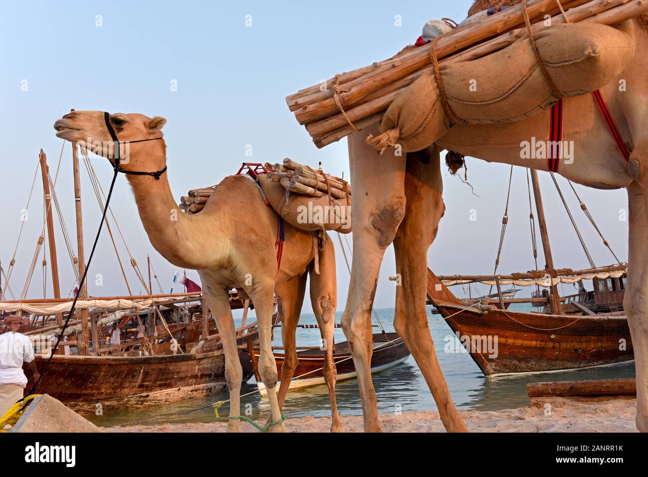 Camel sticks hi-res stock photography and images - Alamy