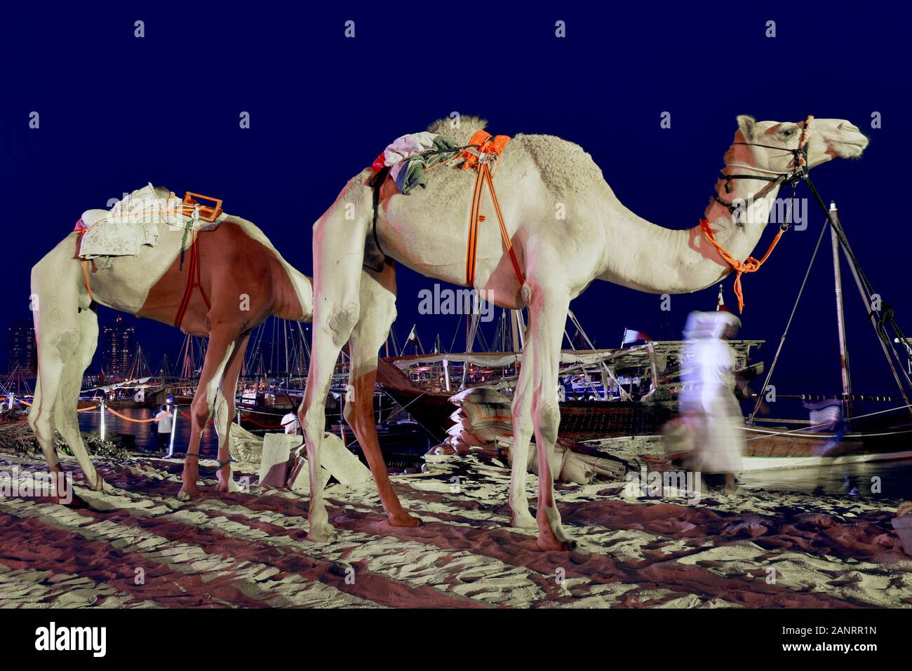 Qatari camels hi-res stock photography and images - Alamy
