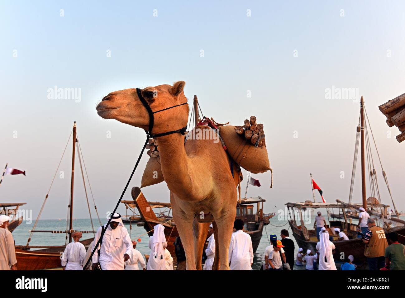 Camel carrying wooden sticks, Katara Traditional Dhow Festival, Doha ...