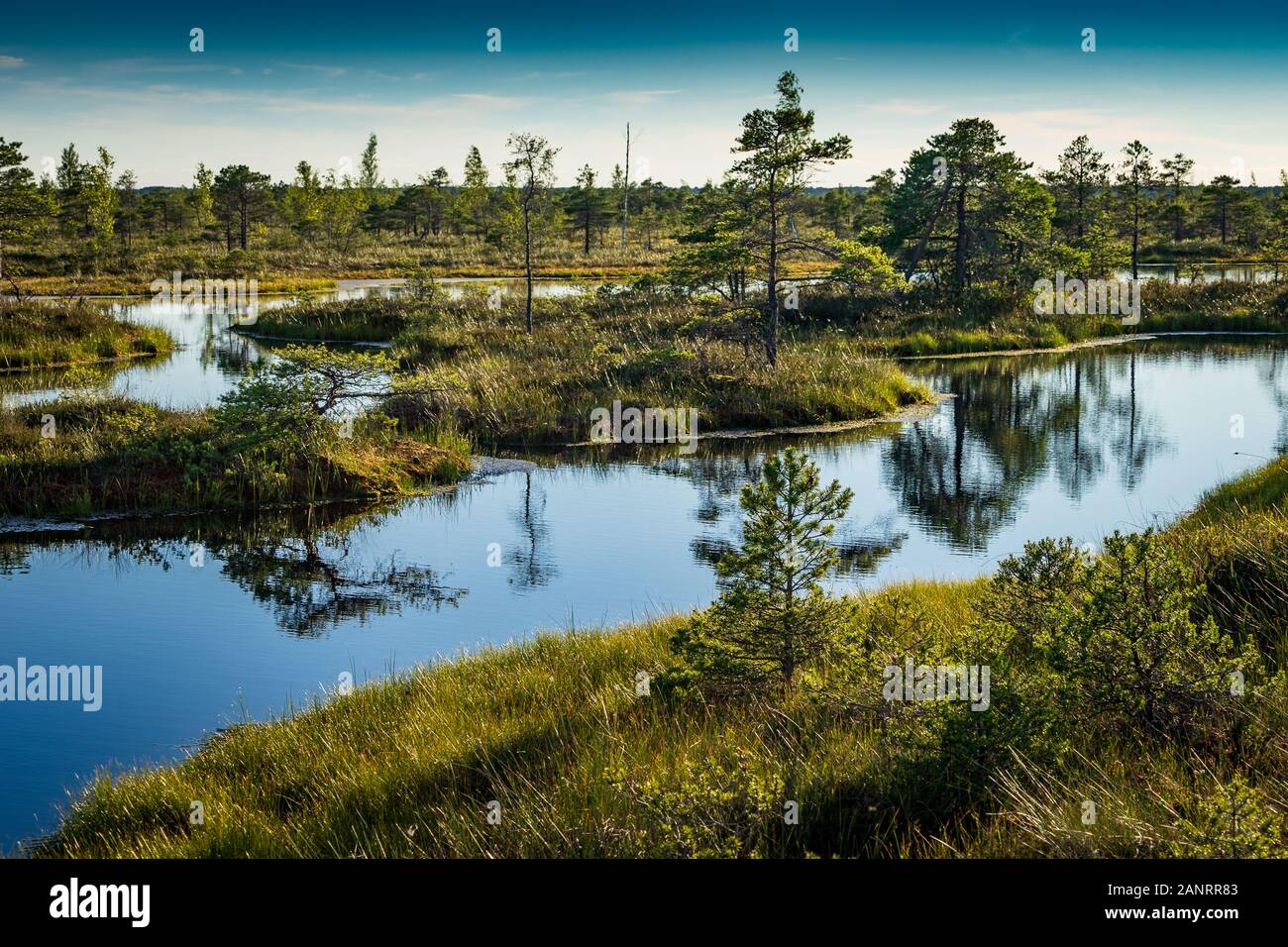 Sunset in the bog, golden marsh, lakes and nature environment. Sundown ...