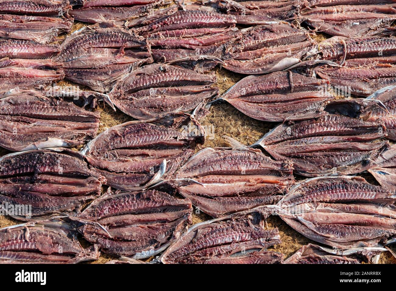 Fish drying on mats on the beach at the fish market of Negombo, Sri ...