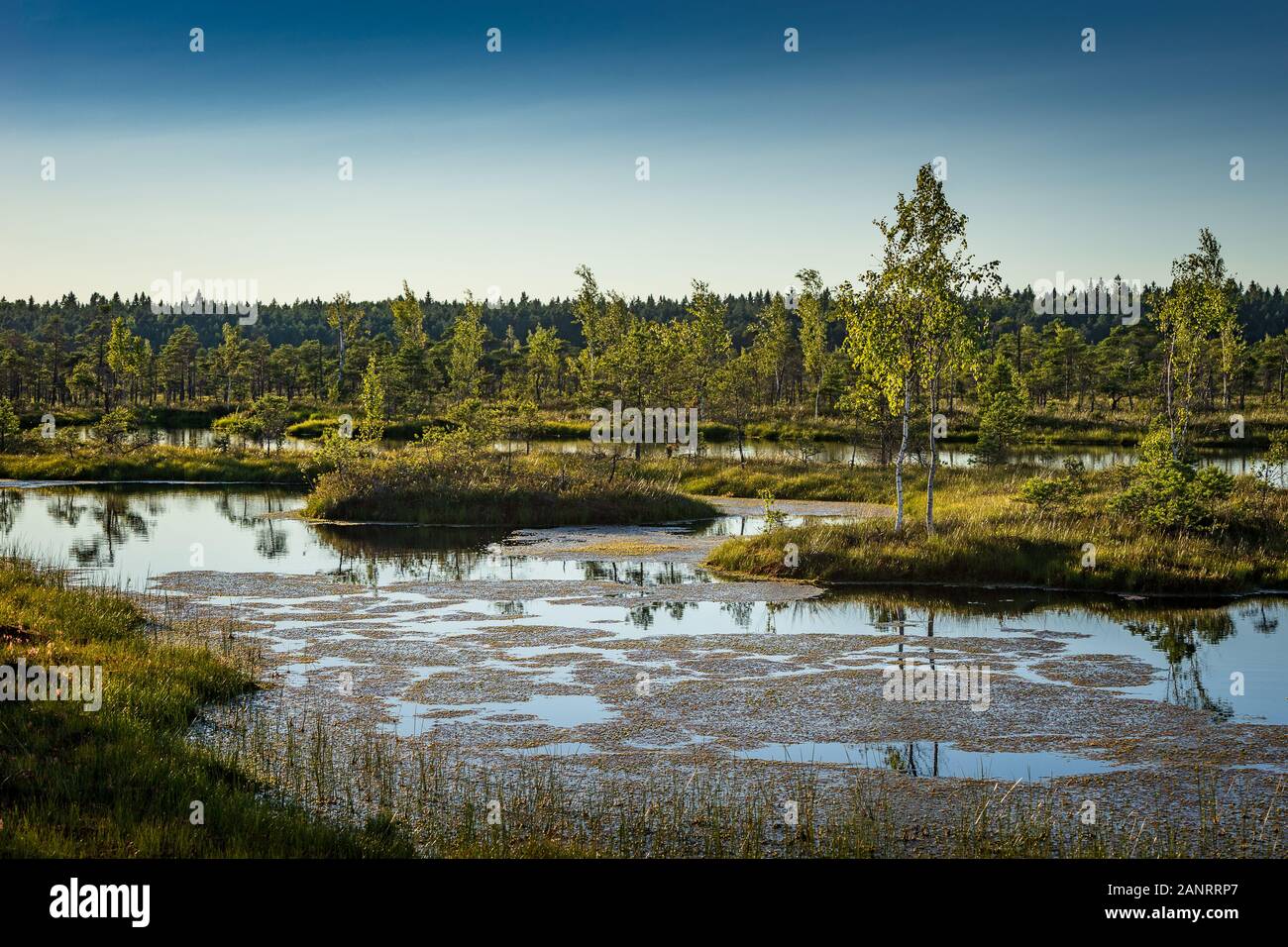Sunset in the bog, golden marsh, lakes and nature environment. Sundown ...