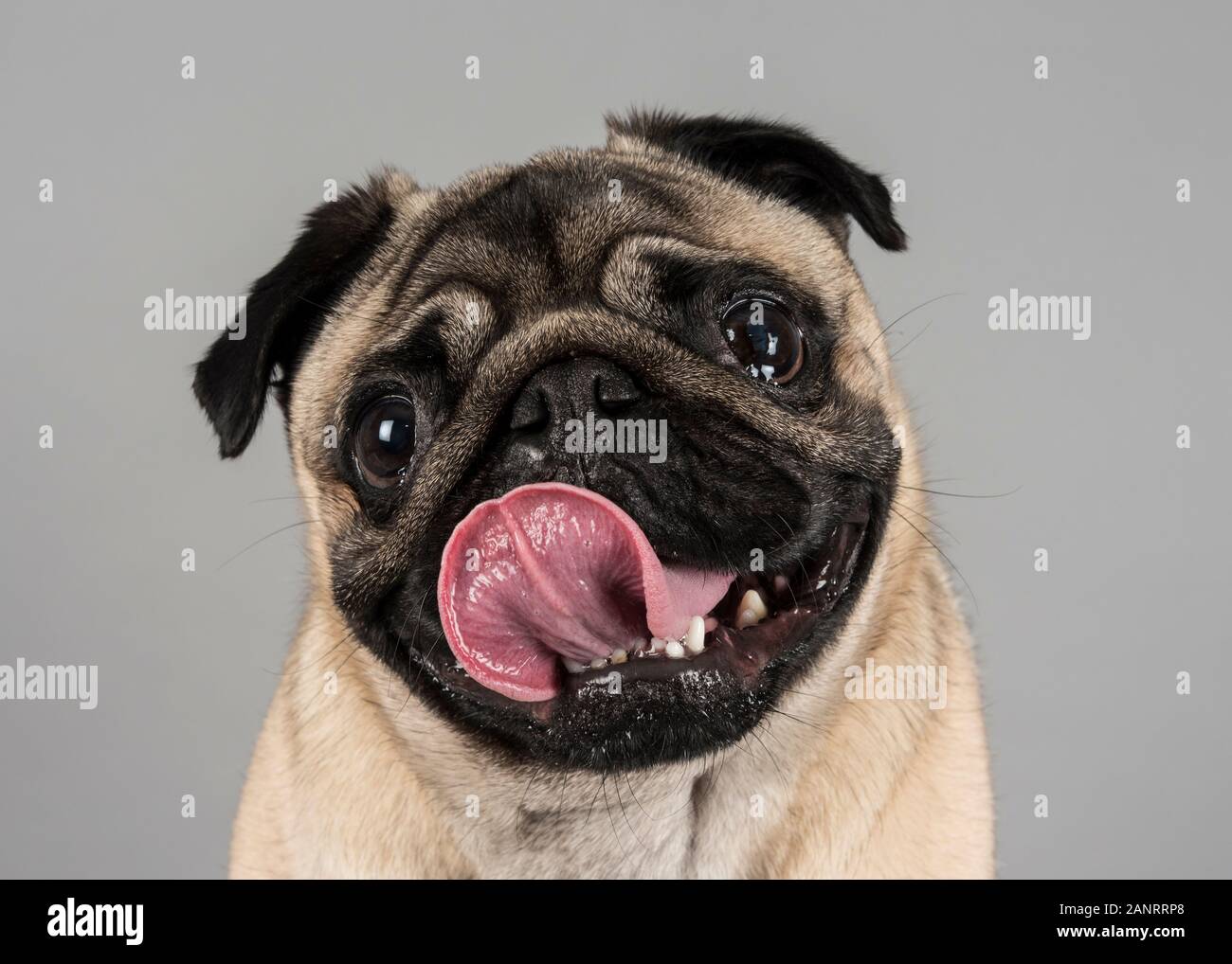 Adult Pug, UK Stock Photo - Alamy