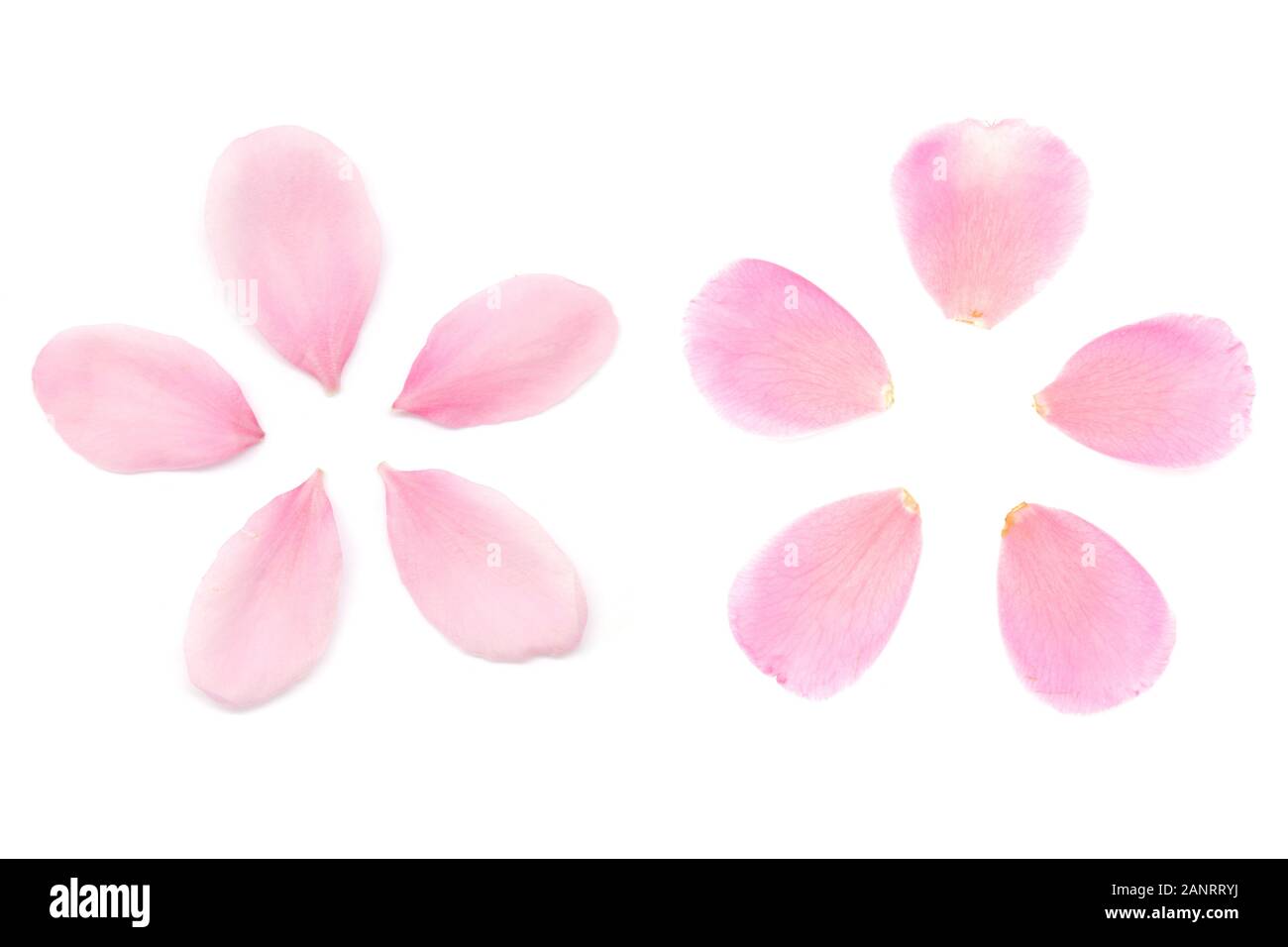 sprig pink flower petals abstract or natural plant and pure white ...