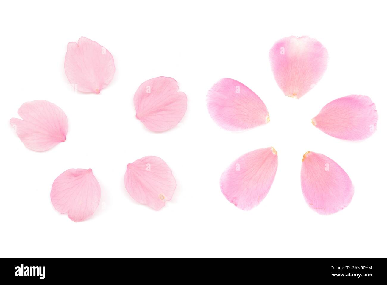 sprig pink flower petals abstract or natural plant and pure white ...