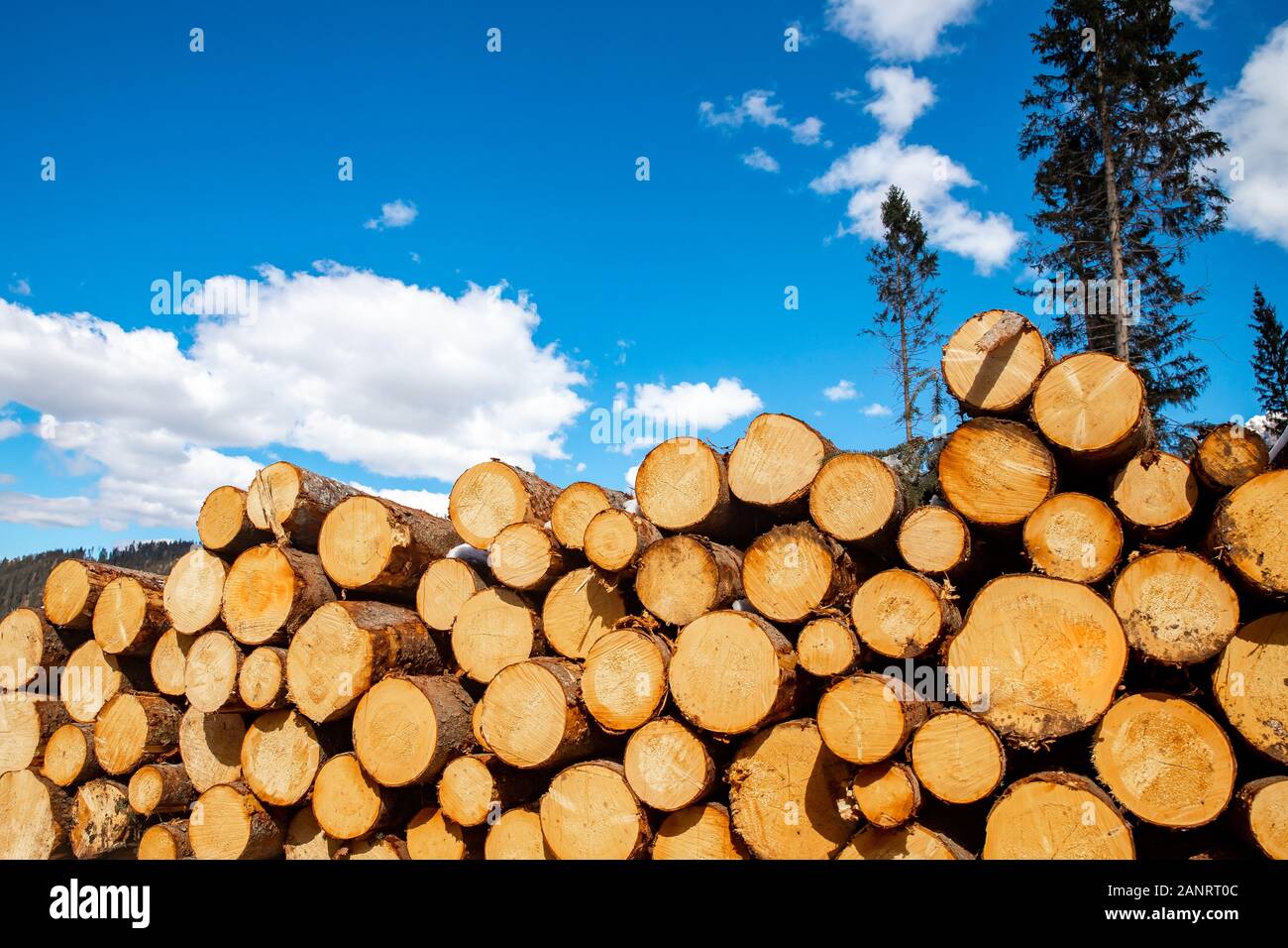 Stacked wood logs tree background blue sky. Concept lumber timber ...