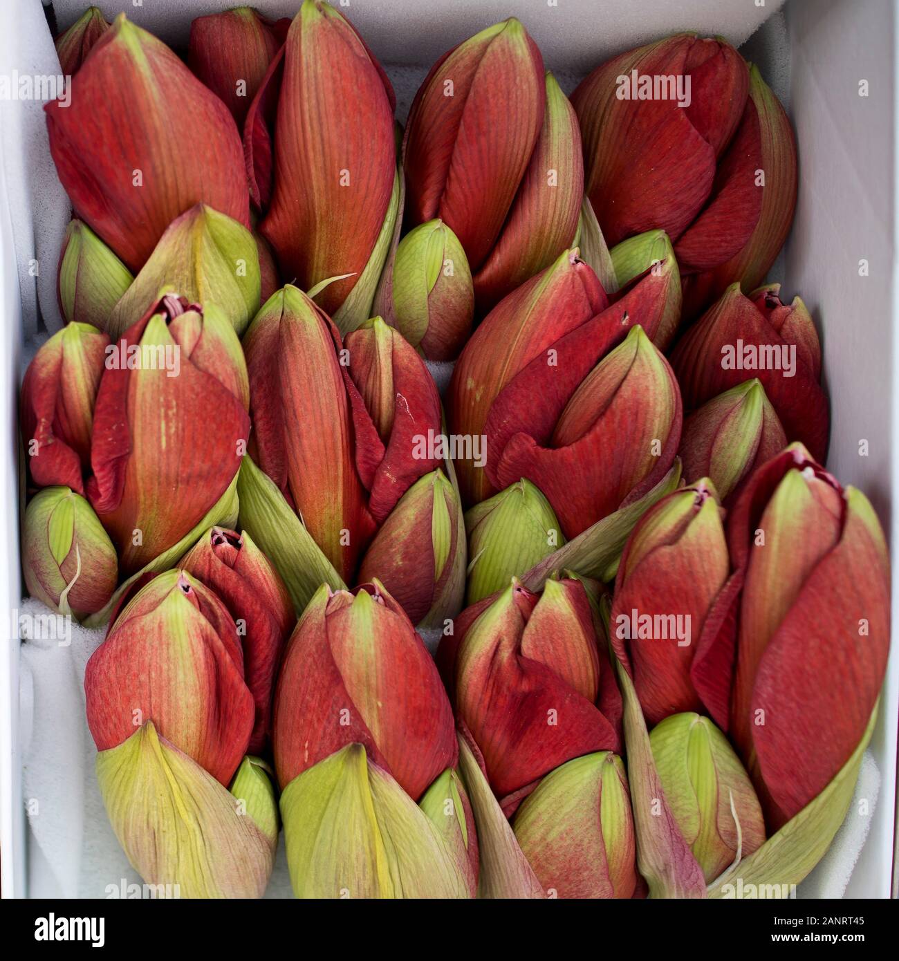 Unopened buds of red lily in large white boxes are laid out with paper ...
