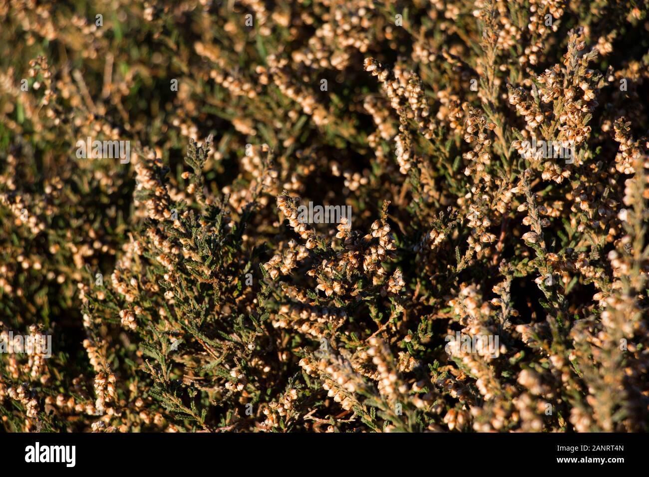 Heather Texture High Resolution Stock Photography and Images - Alamy